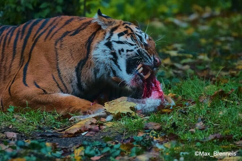 Tierfotografie in der Projektwoche - Humboldt Schule Wiesbaden